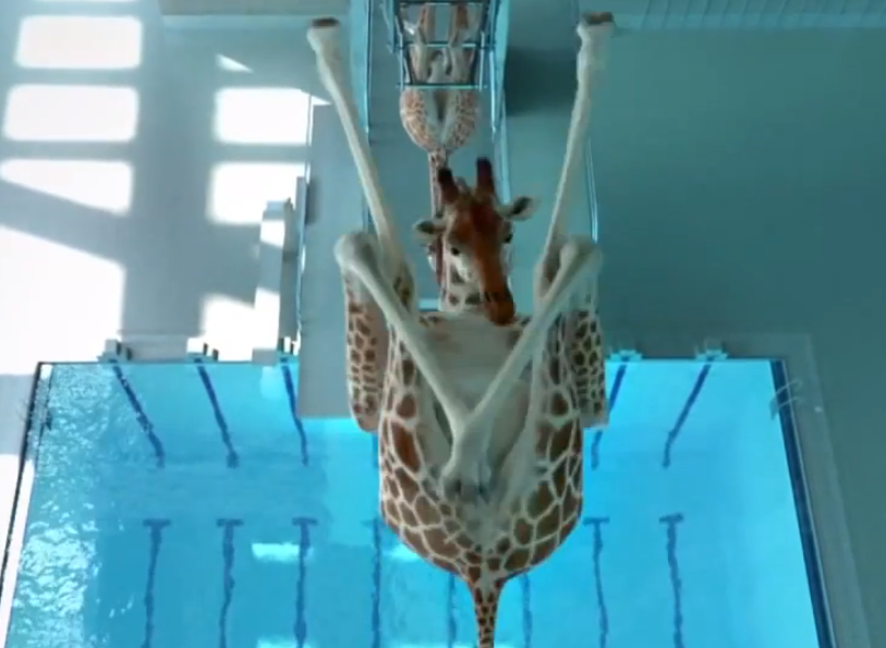 High diving giraffes | BosGuy